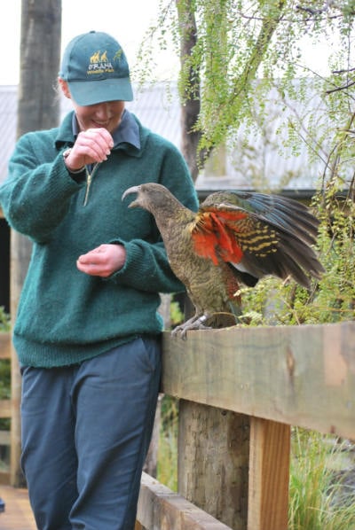 Kea - Human Conflict - Kea Conservation Trust Kea - Human Conflict - Kea Conservation Trust