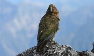 Kea|Nestor Notabilis|Kea Conservation Trust NZ