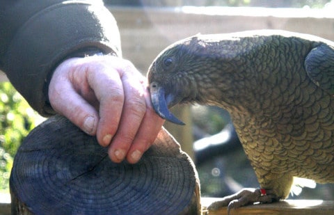About Kea Information - Kea Conservation Trust
