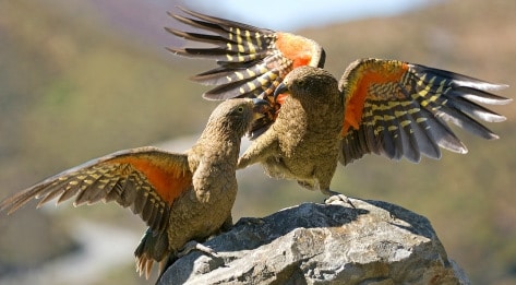 Kea Lifecycle - Kea Conservation Trust