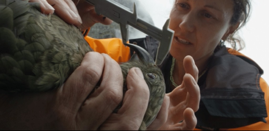 Removal of lead in kea and their habitat - a community lead-free ...