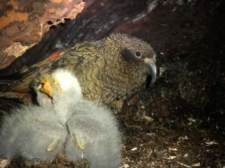 Community driven kea monitoring in the Stuart Mtns - Fiordland Wapiti ...