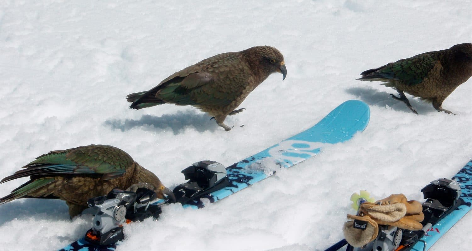 Bring Back the Kea - NZSki Partnership - Kea Conservation Trust