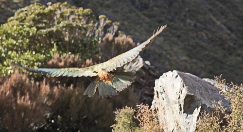 Lead Free Kea Project Outcomes - Kea Conservation Trust