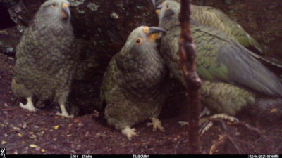Predator Control - Rotoiti kea nest protection programme - Kea Conservation Trust