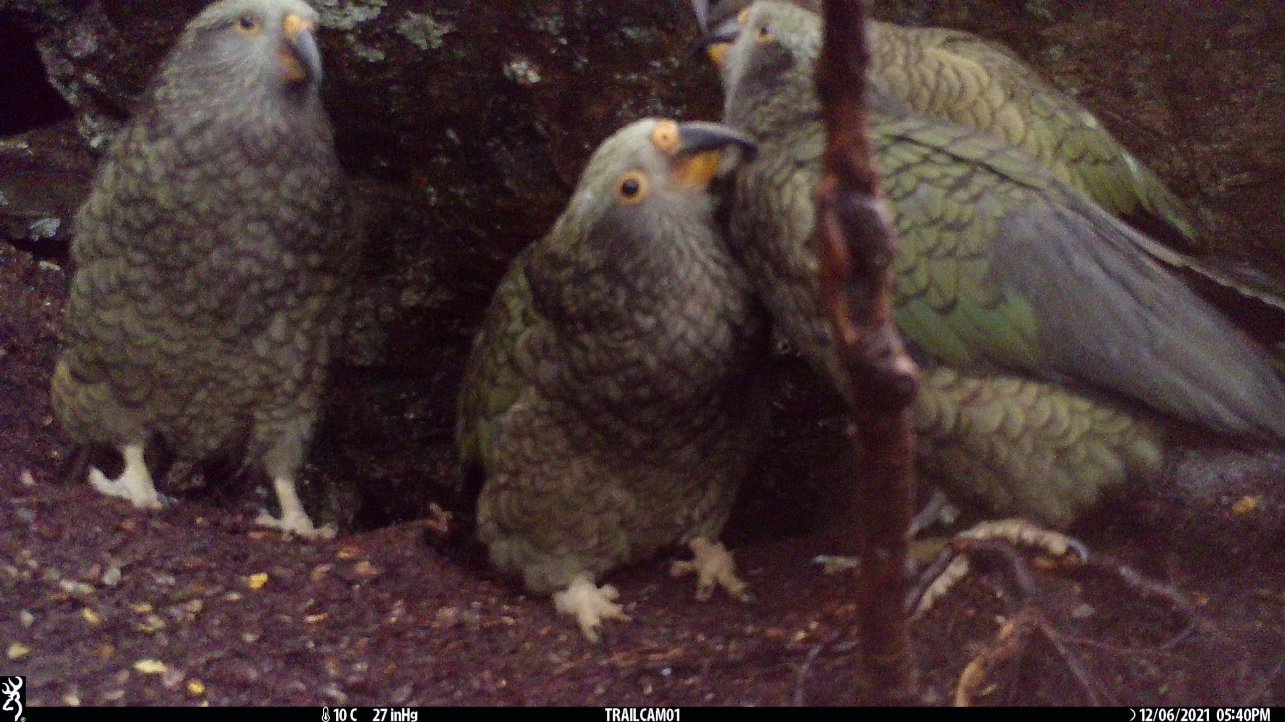 Predator Control - Rotoiti kea nest protection programme - Kea ...