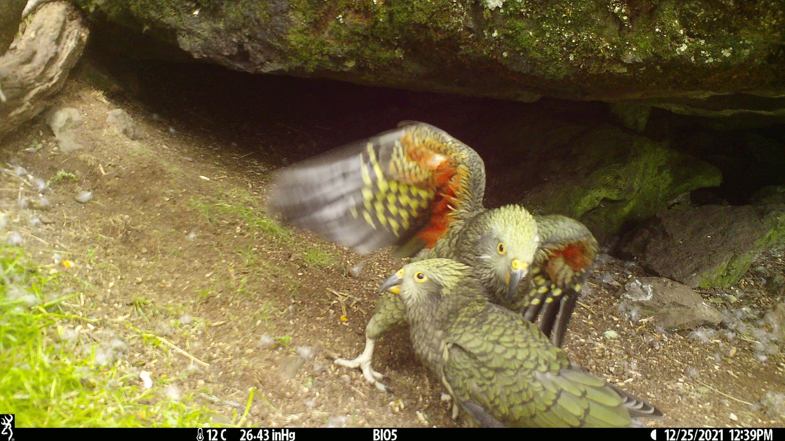 Predator Control - Rotoiti kea nest protection programme - Kea ...