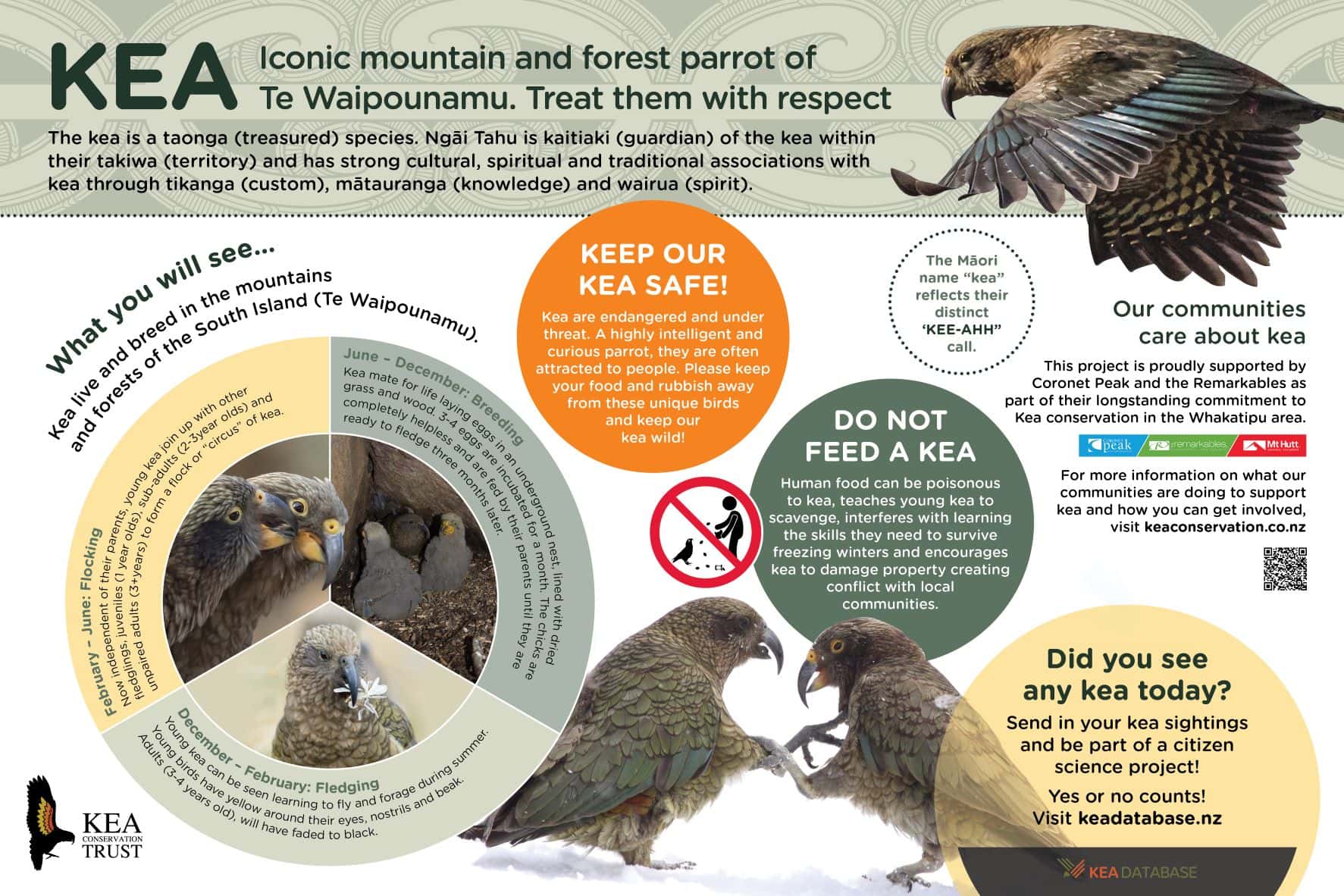 Bring Back The Kea Nzski Partnership Kea Conservation Trust